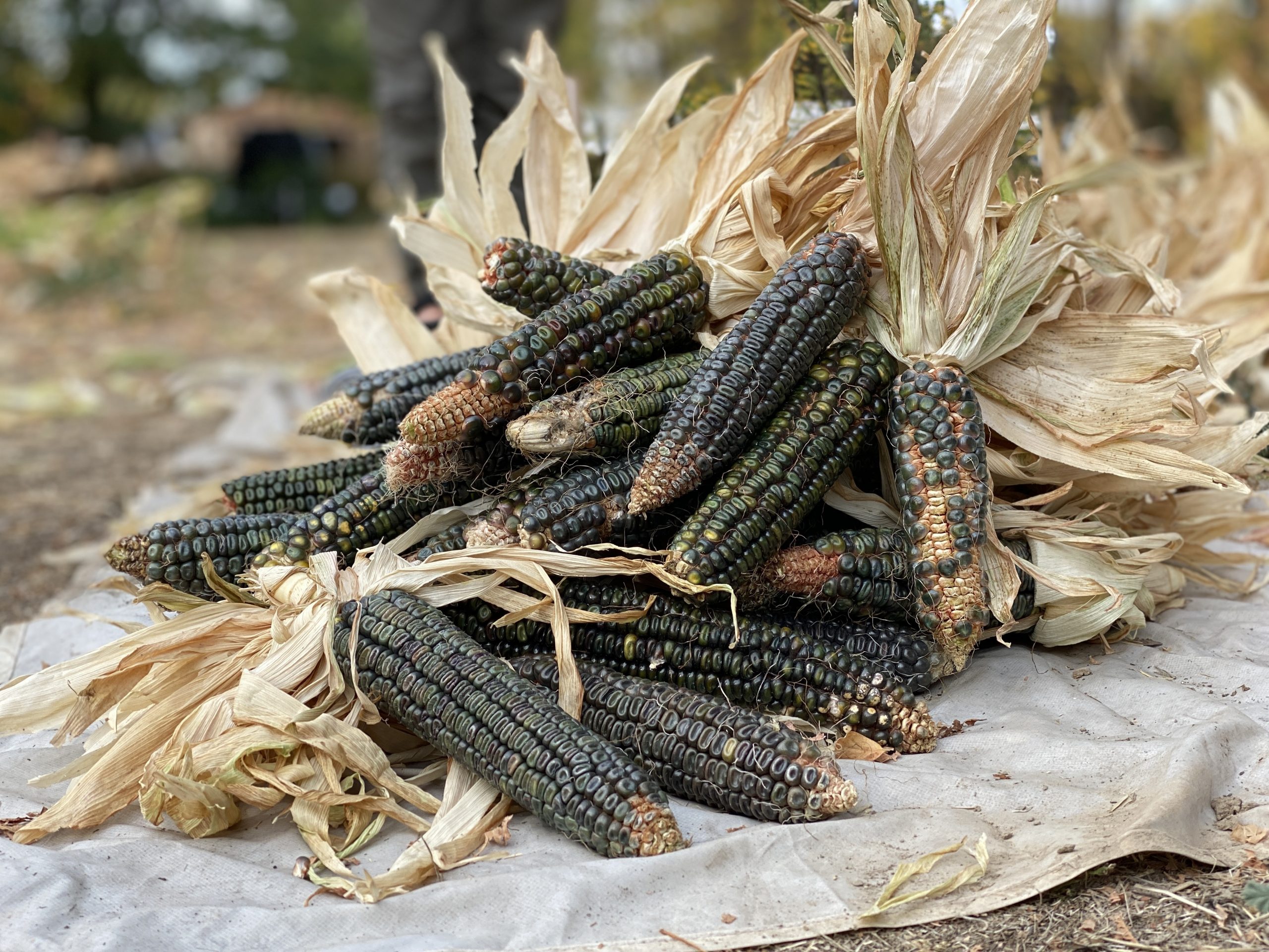 Part One: The Origins of Project Milpa - Idaho Organization of Resource ...